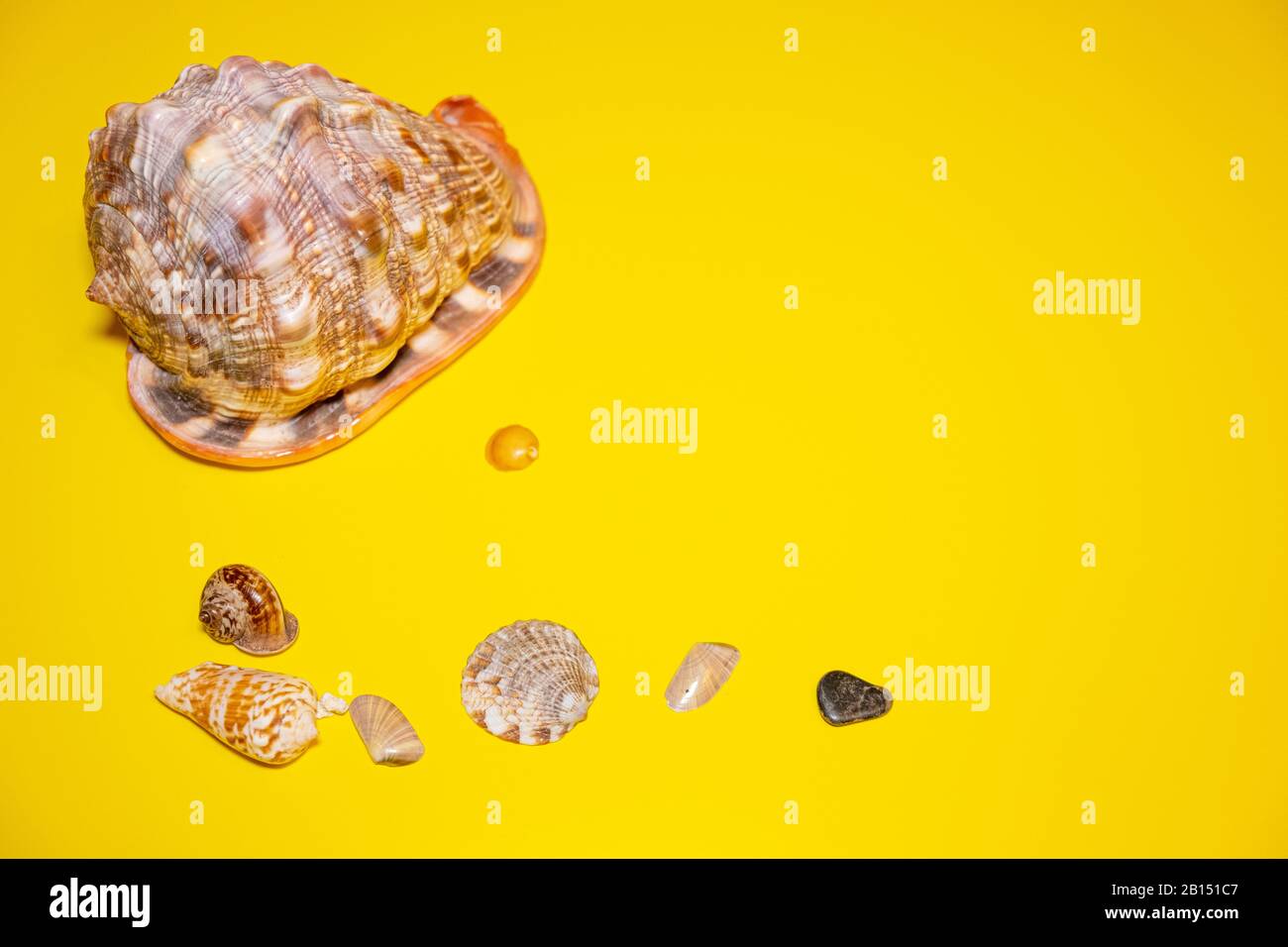 Shell pattern bright yellow background. Сoncept summer vacation and ...