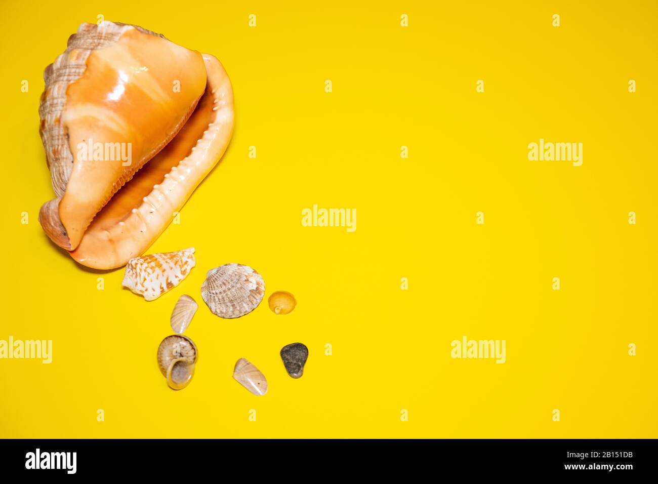 Shell pattern bright yellow background. Сoncept summer vacation and ...