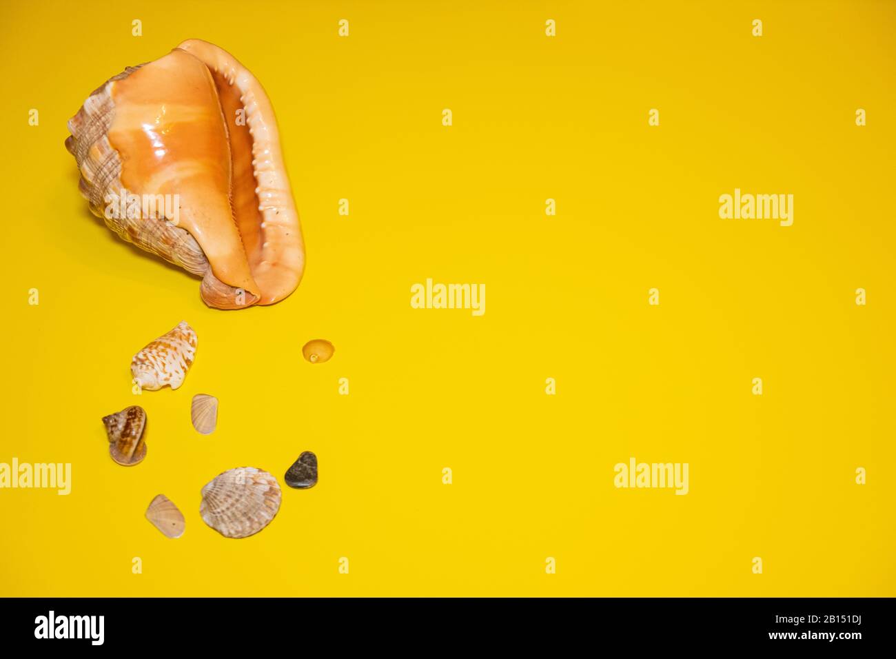 Shell pattern bright yellow background. Сoncept summer vacation and ...