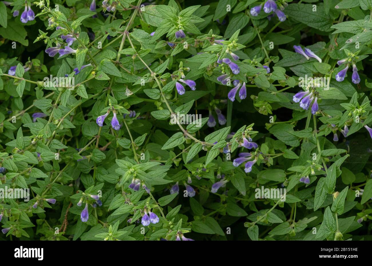 Skullcap plant hi-res stock photography and images - Alamy