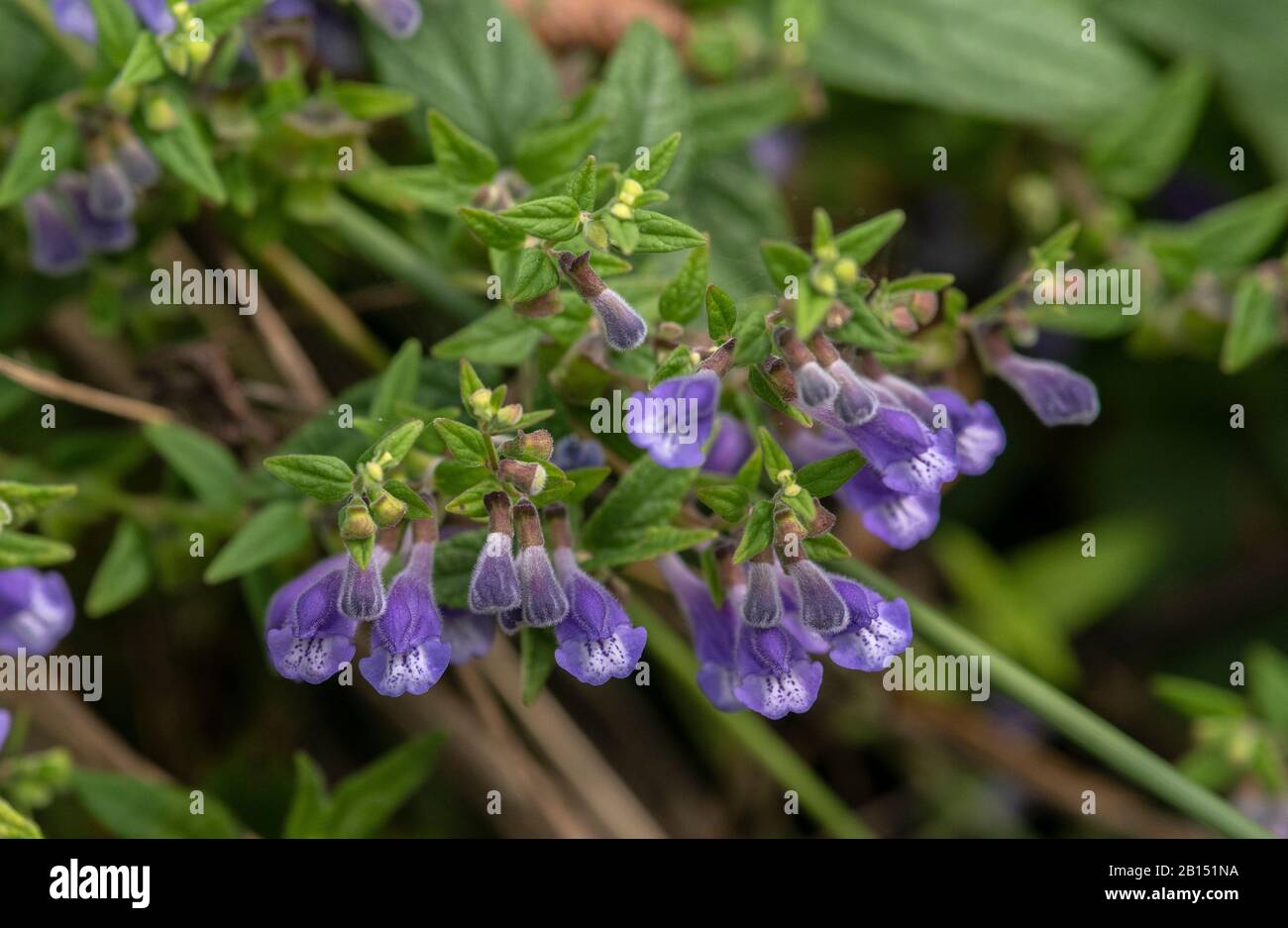 Skullcap plant hi-res stock photography and images - Alamy
