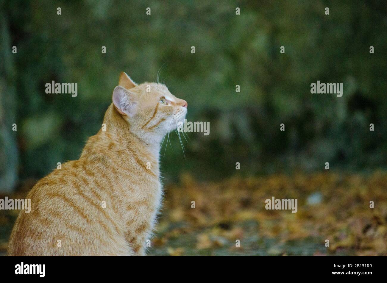 Yellow Cat Stare Up Stock Photo - Alamy