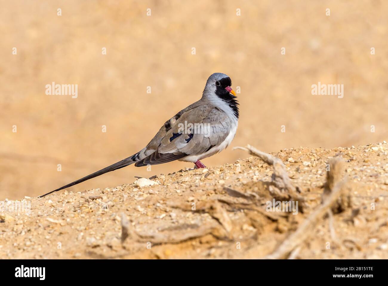 namaqua dove (Oena capensis capensis), male perching on the ground ...