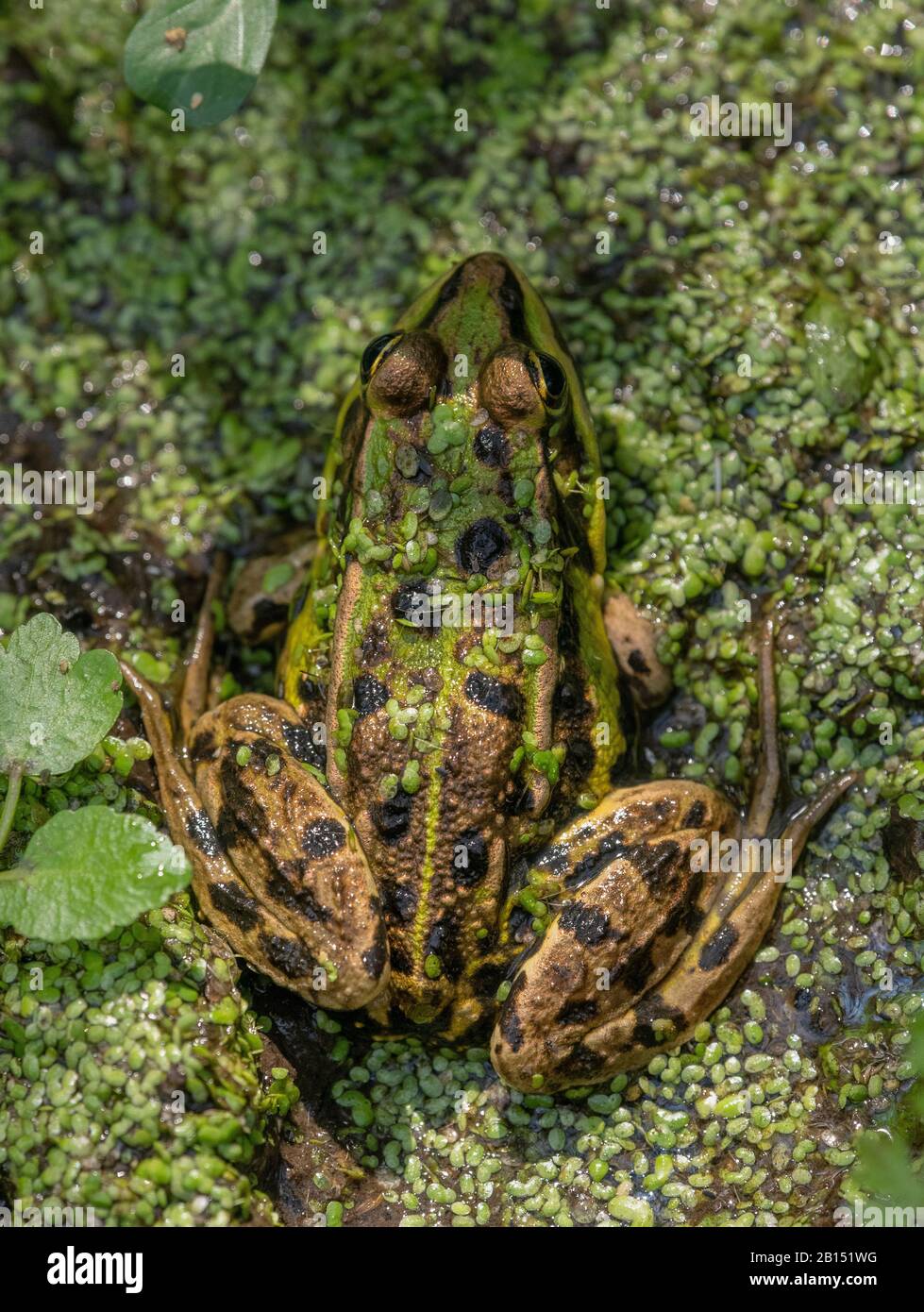 Edible frog, Pelophylax kl. Esculentus, in duckweed-filled ditch ...