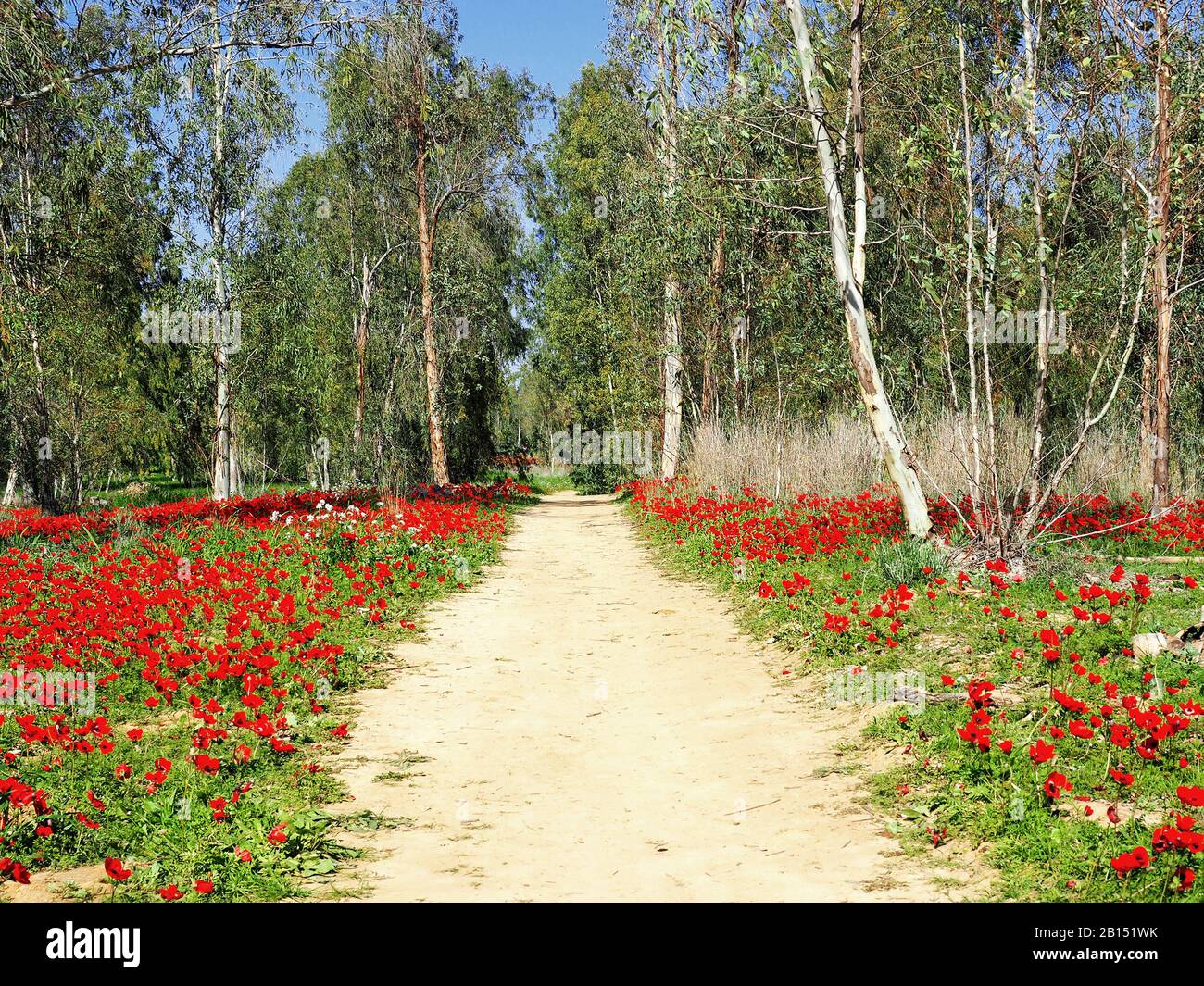Beeri forest hi-res stock photography and images - Alamy
