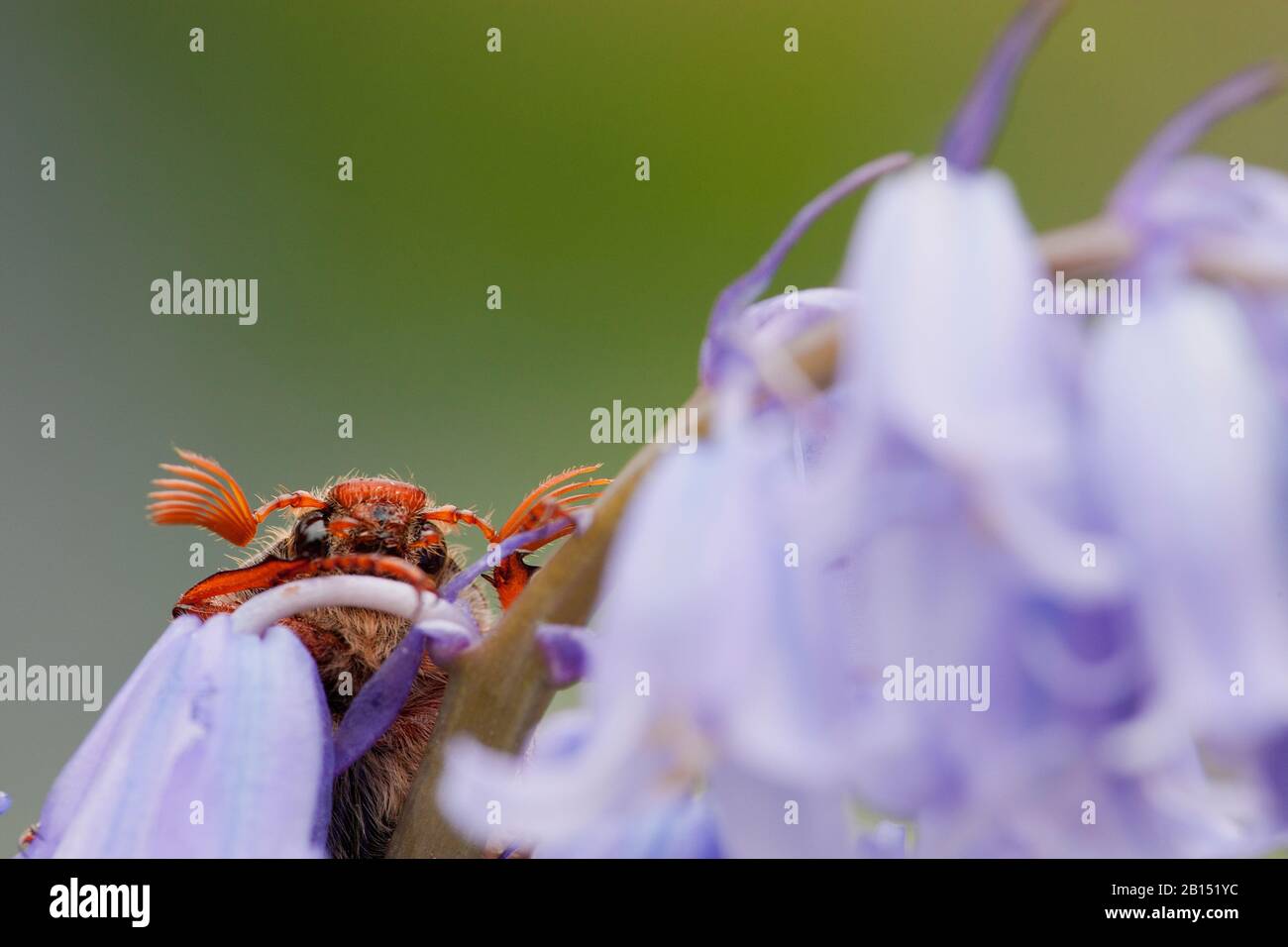 Common cockchafer, Maybug, Maybeetle (Melolontha melolontha), on ...