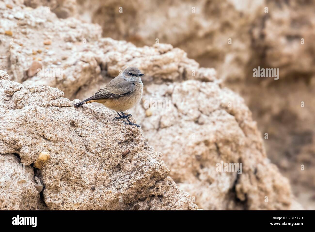 Red-tailed Wheatear (Oenanthe chrysopygia), sitting on a rock, Kuwait ...