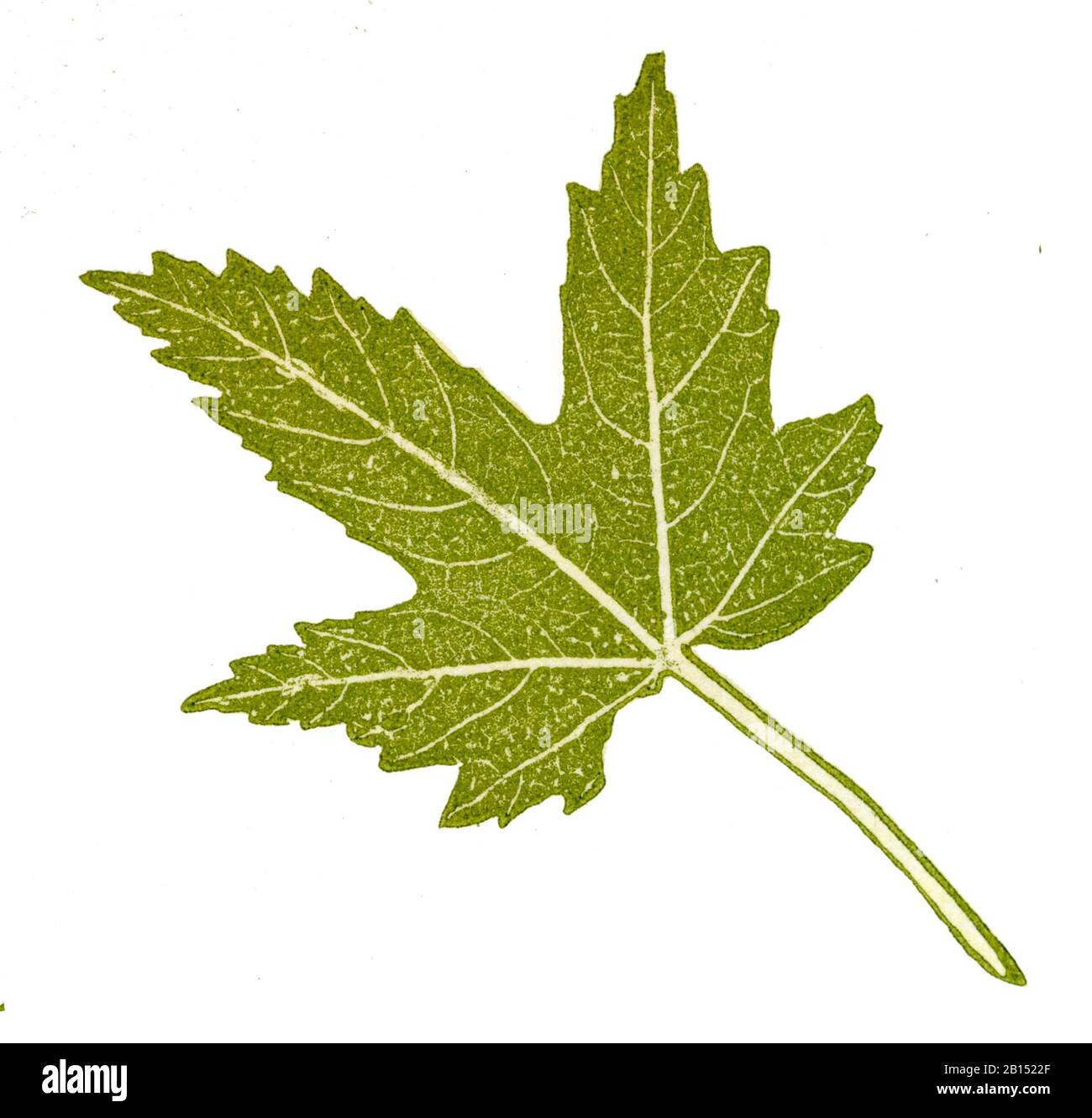 Vintage blatt hi-res stock photography and images - Alamy