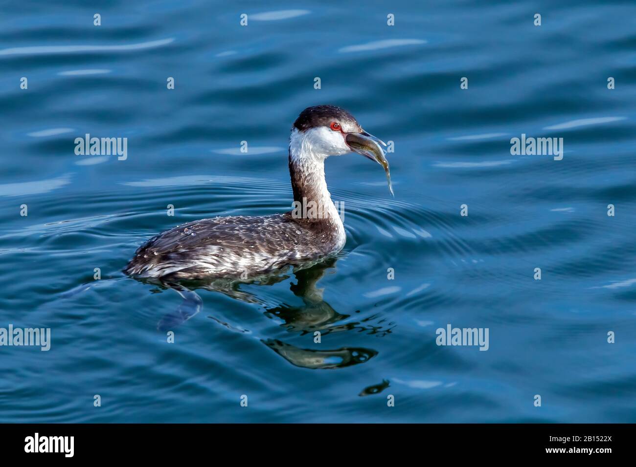 American Horned Grebe (Podiceps auritus cornutus), winter plumage ...