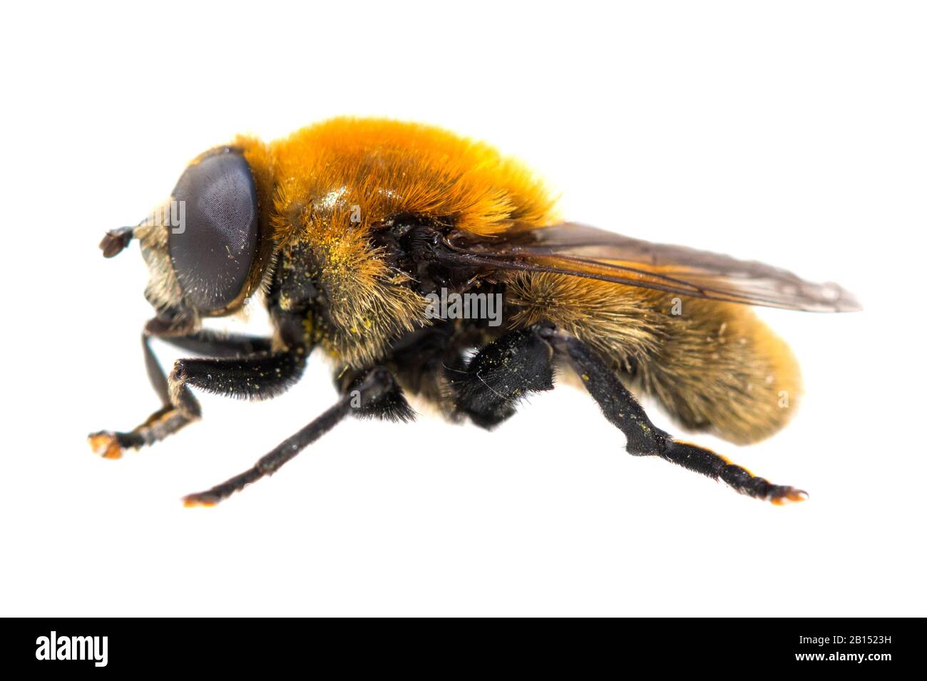 Large narcissus fly, Large bulb fly, Narcissus bulb fly (Merodon ...