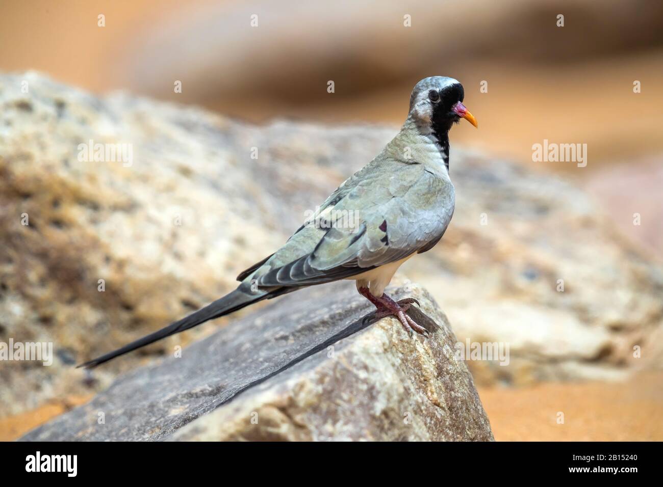 namaqua dove (Oena capensis capensis), male perching on a rock, side ...