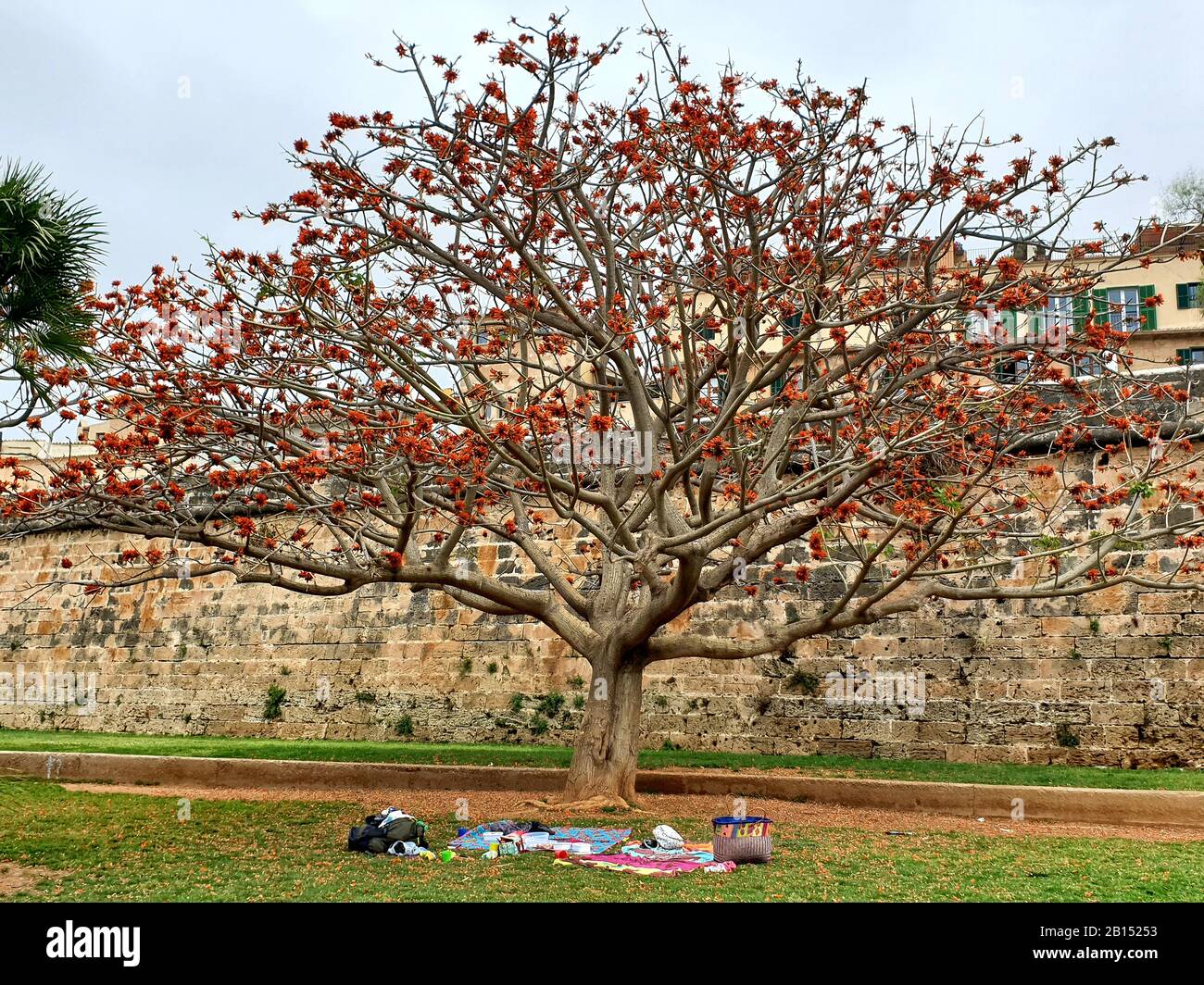 Coral tree blooms hi-res stock photography and images - Alamy