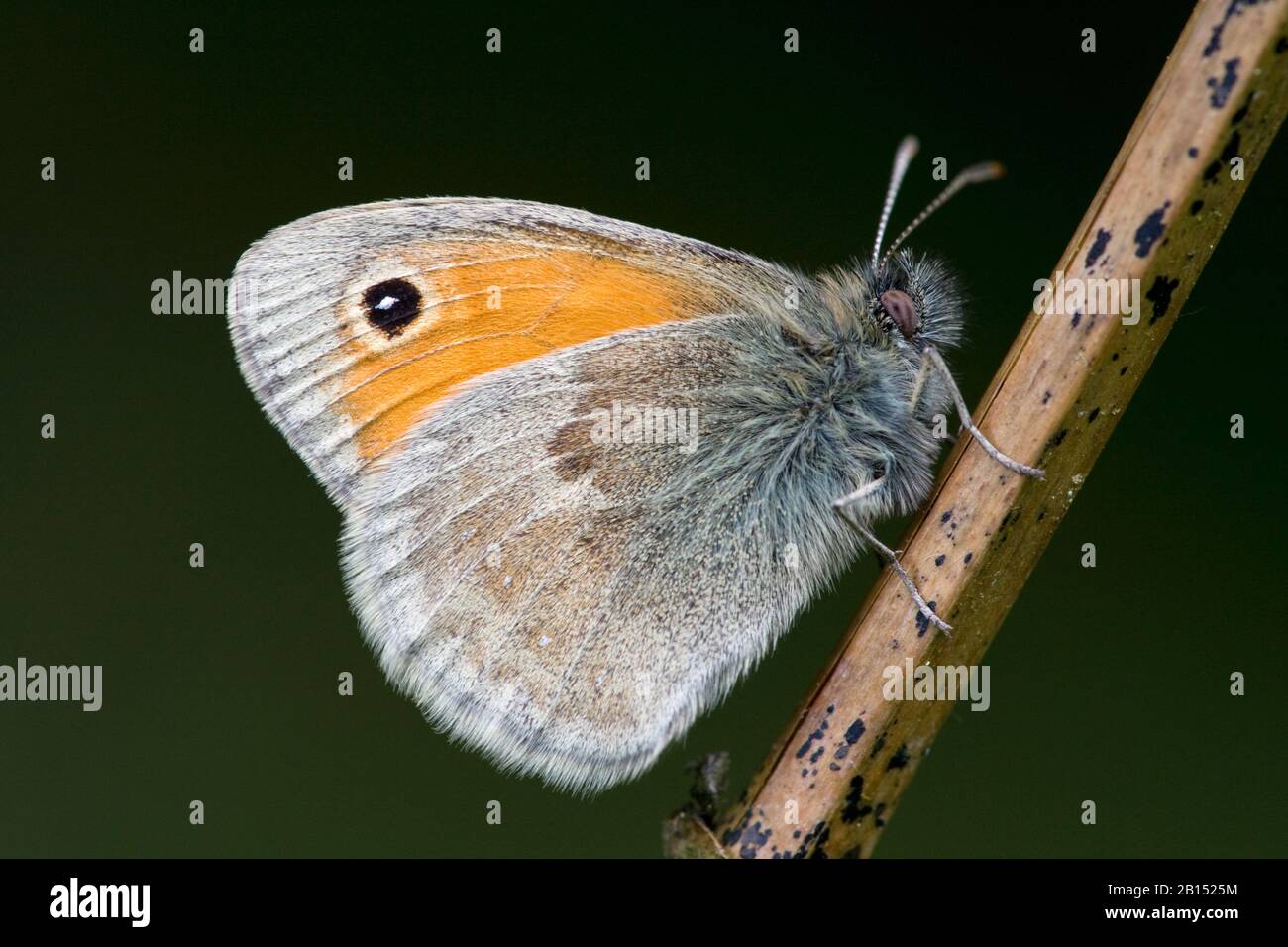 small heath (Coenonympha pamphilus), sitting at a stem, side view ...