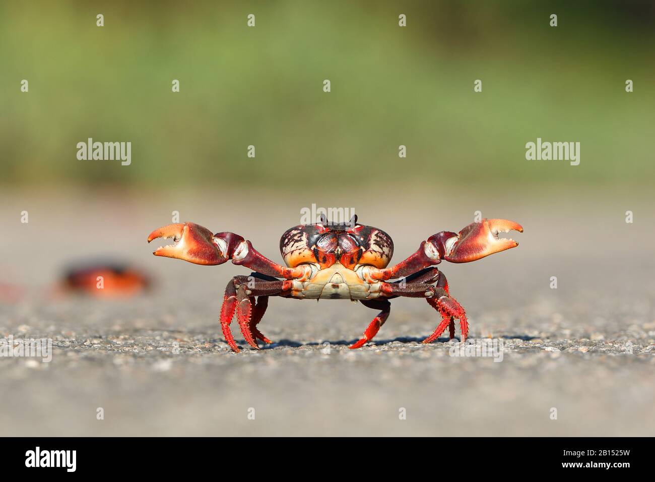 Zombie Crabs
