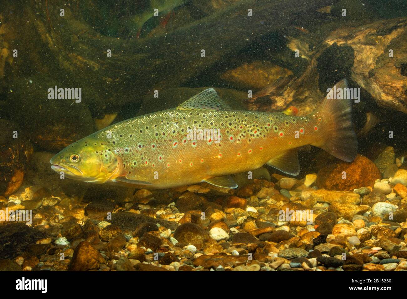 brown trout, river trout, brook trout (Salmo trutta fario), side view ...