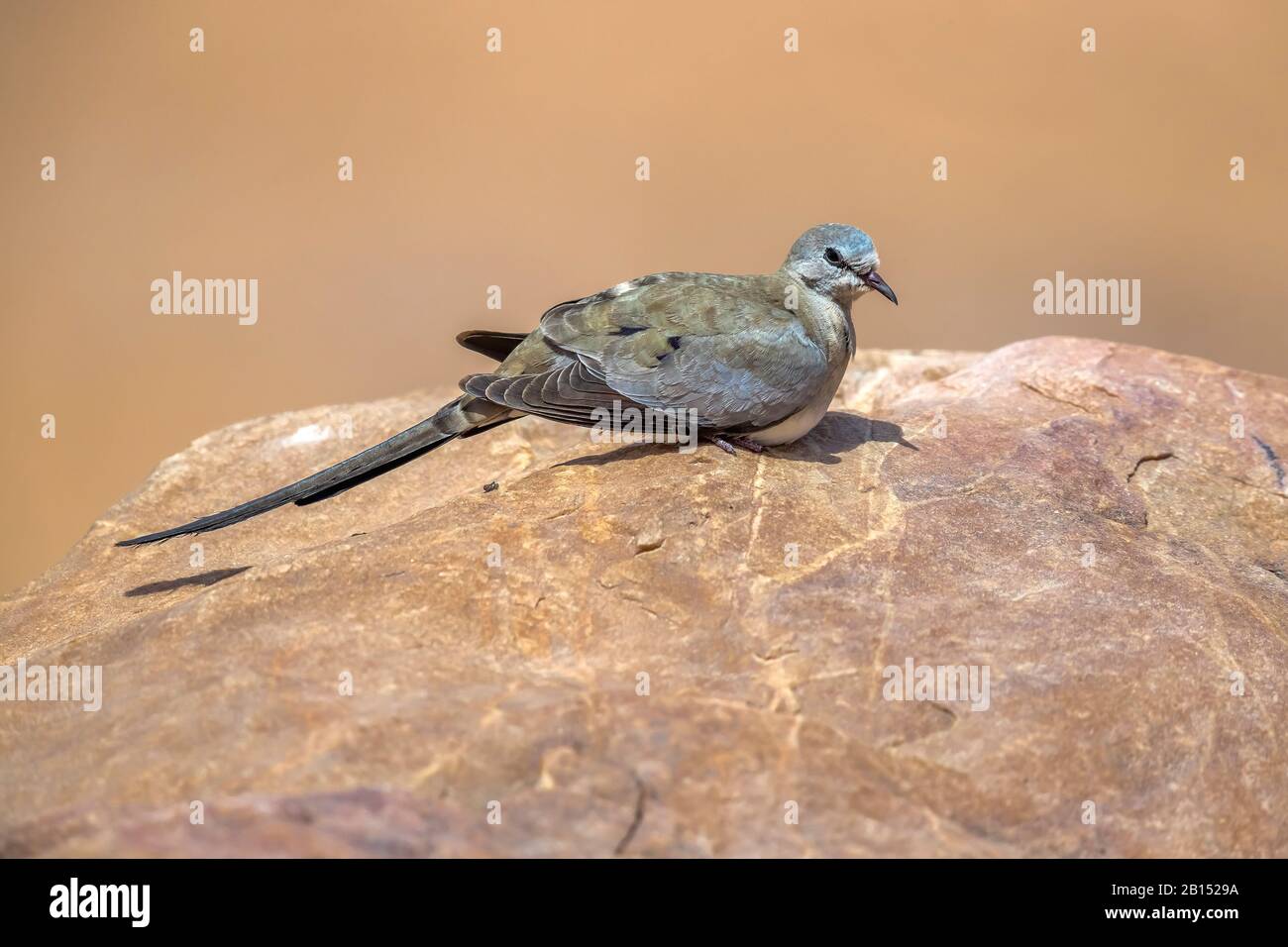 namaqua dove (Oena capensis capensis), female perching on a rock, side ...