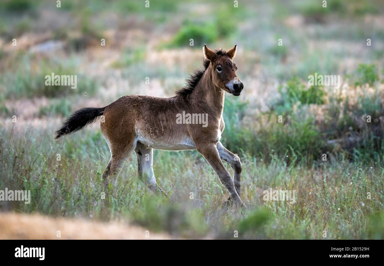 Kazakh Horse (Equus przewalskii f. caballus), foal, Kazakhstan Stock ...