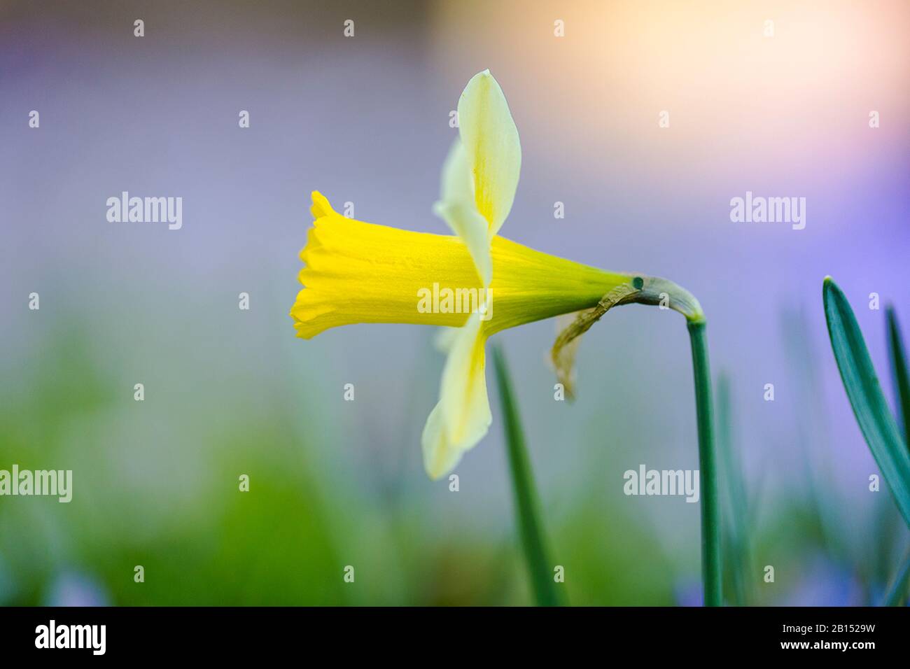 daffodil (Narcissus spec.), lateral view of flower, Netherlands, Frisia ...