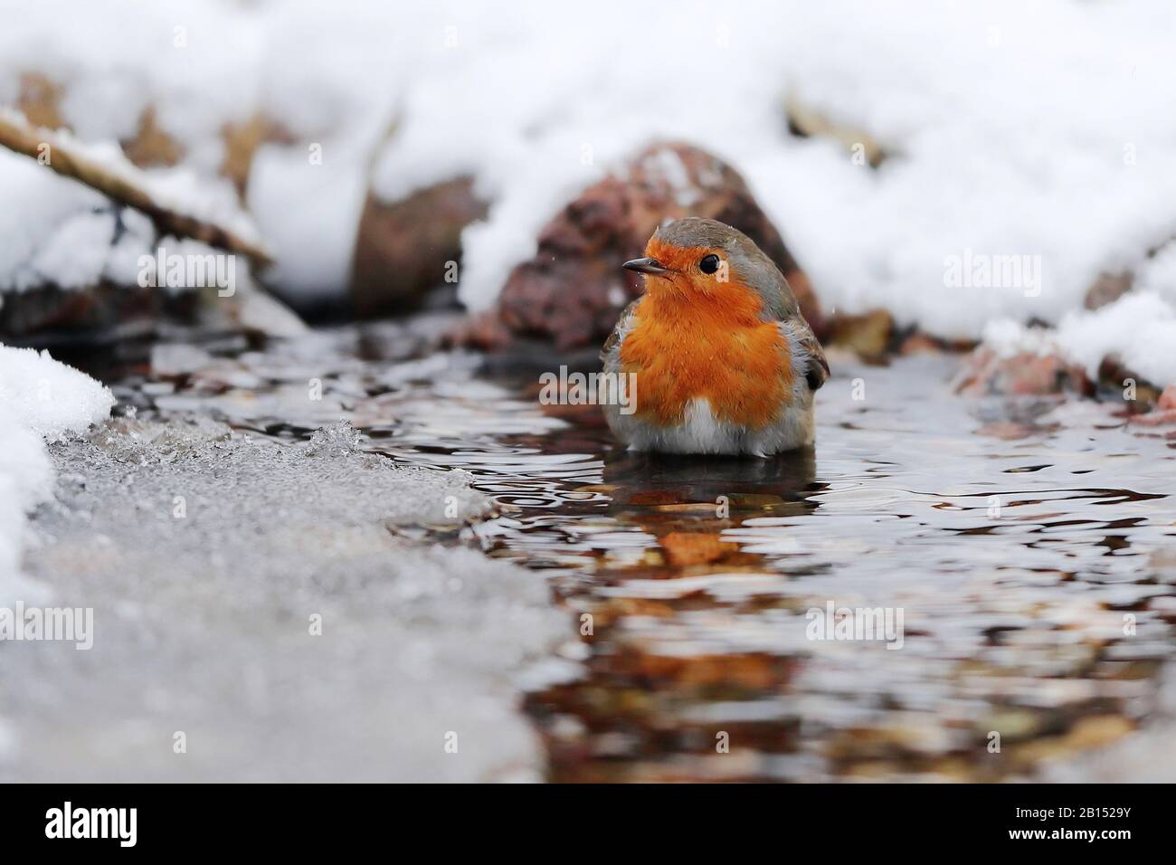 Robin bird bath snow hi-res stock photography and images - Alamy