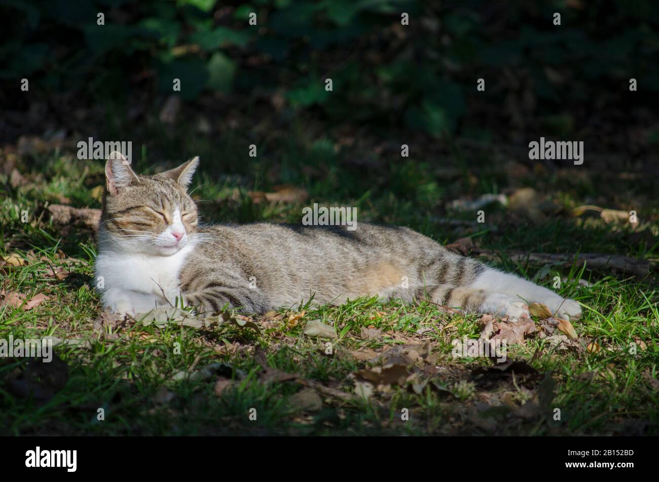 Cat lie down in Nature Stock Photo - Alamy Cat lie down in Nature Stock Photo - Alamy
