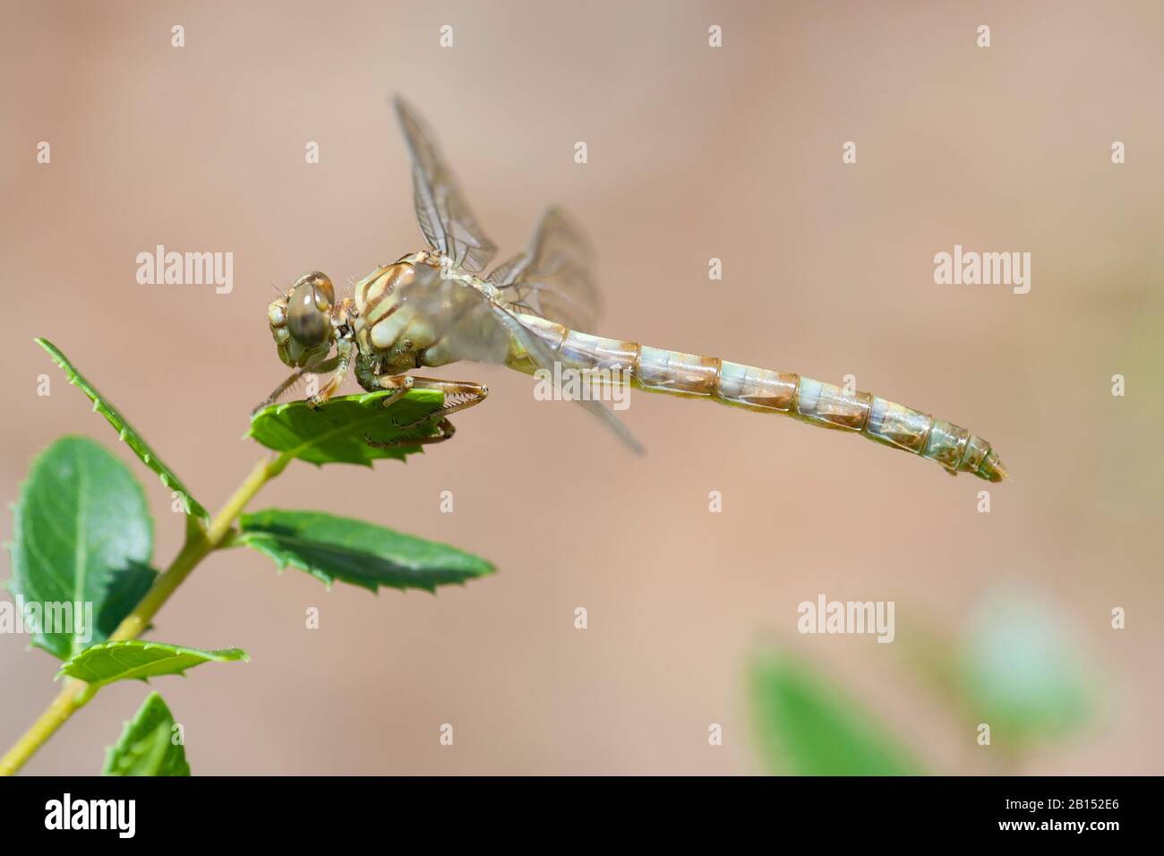 Green-eyed hook-tailed dragonfly (Onychogomphus forcipatus albotibialis ...