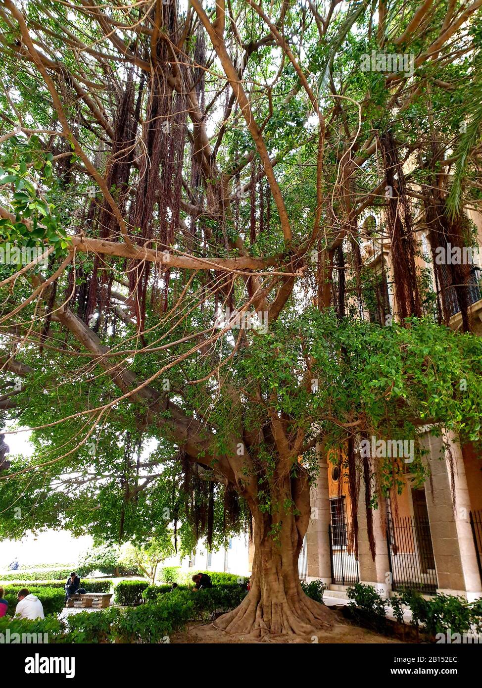 Old fig tree hi-res stock photography and images - Alamy
