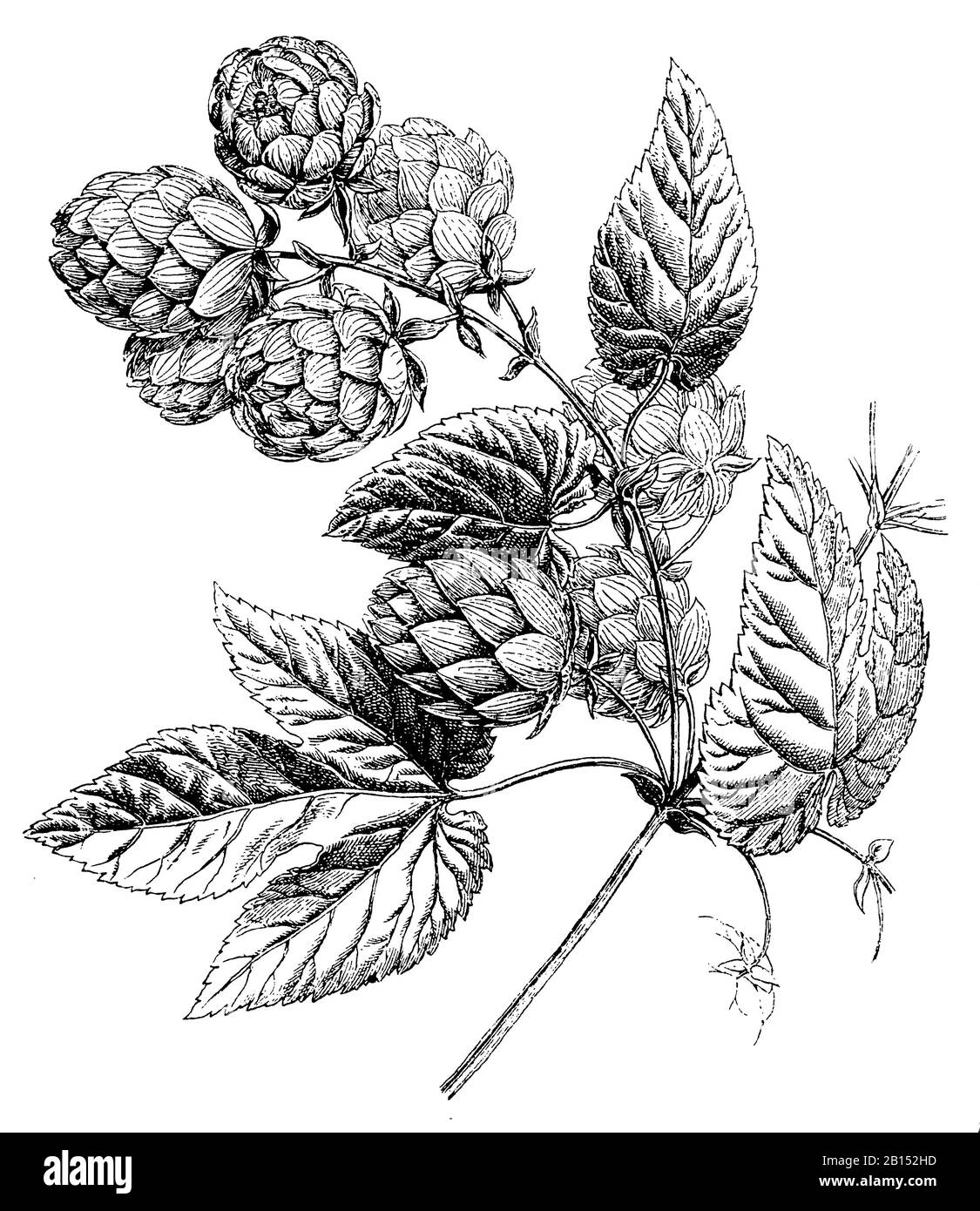 common hop or hops, Humulus lupulus, Hopfen, houblon ou houblon ...