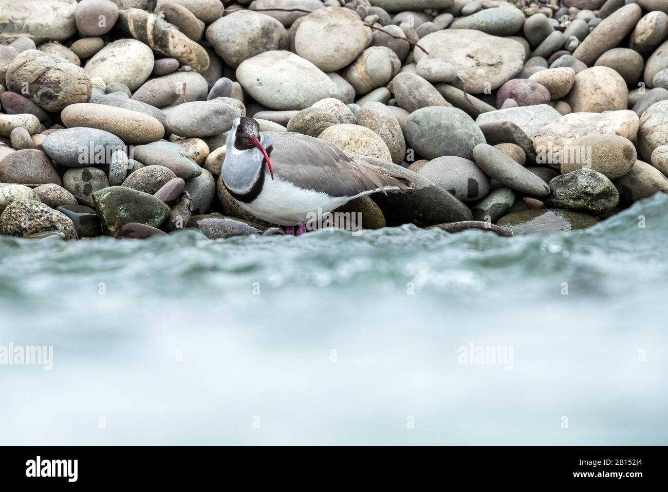 ibis bill (Ibidorhyncha struthersii), sitting on rocky shore of Indus ...