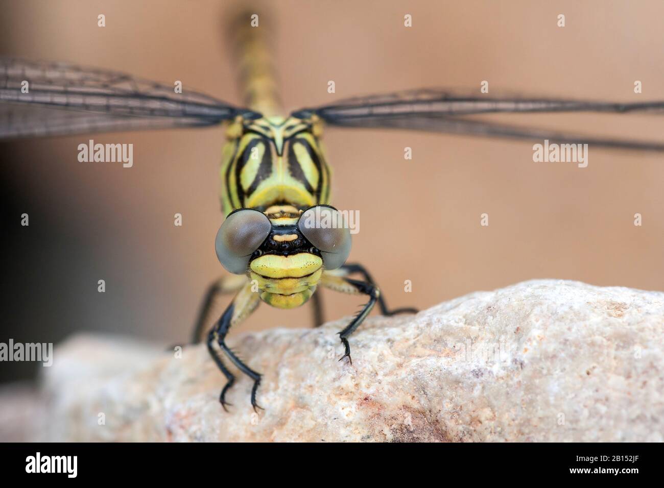 Dragonfly front view hi-res stock photography and images - Alamy
