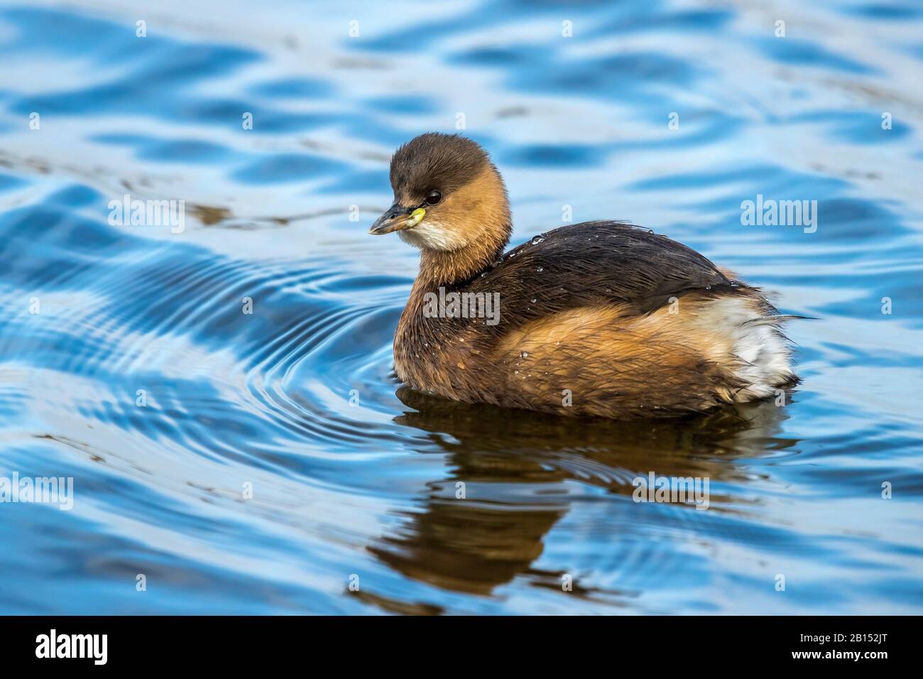 Grebe winter plumage hi-res stock photography and images - Alamy