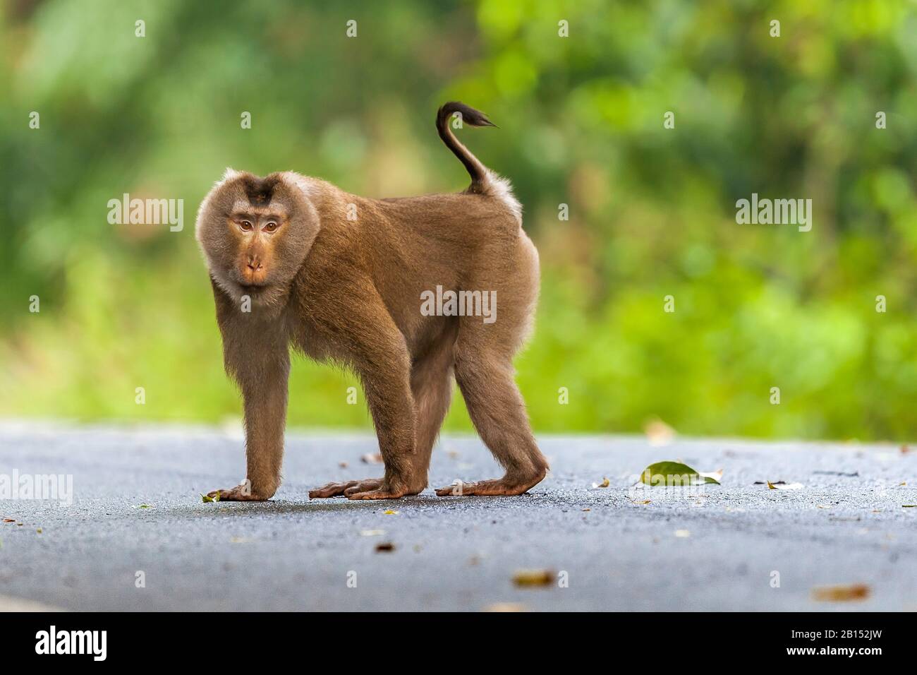 Northern pig-tailed macaque (Macaca leonina), walking over a street ...