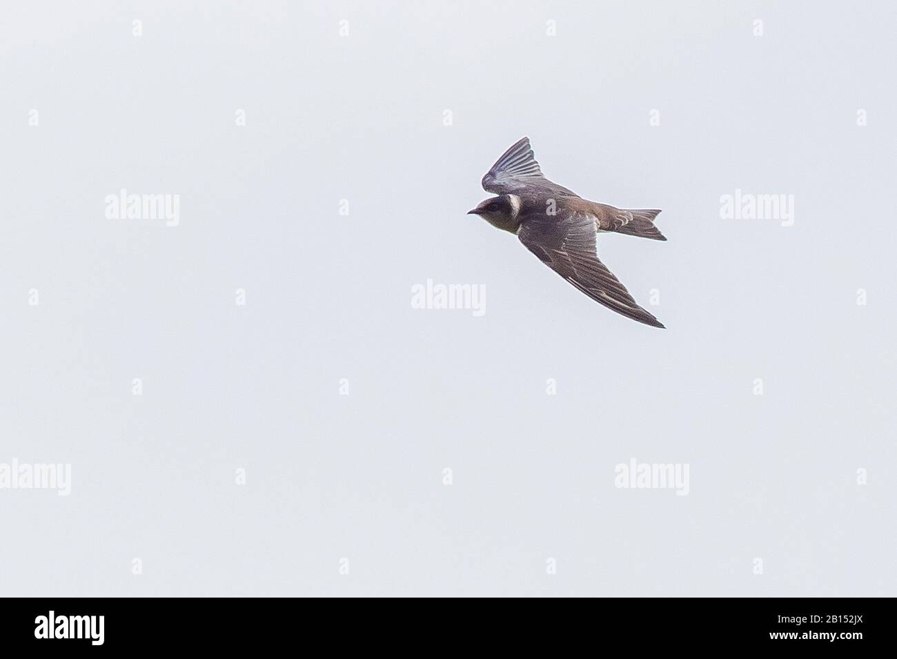 Purple martins flying hi-res stock photography and images - Alamy