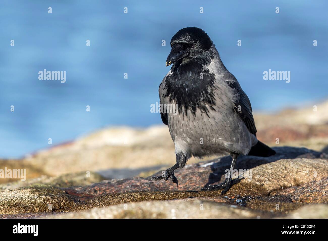 Crow stone hi-res stock photography and images - Alamy