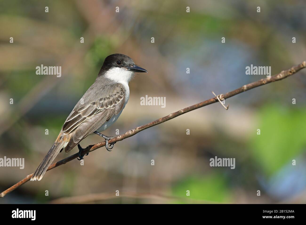 Kingbirds hi-res stock photography and images - Alamy