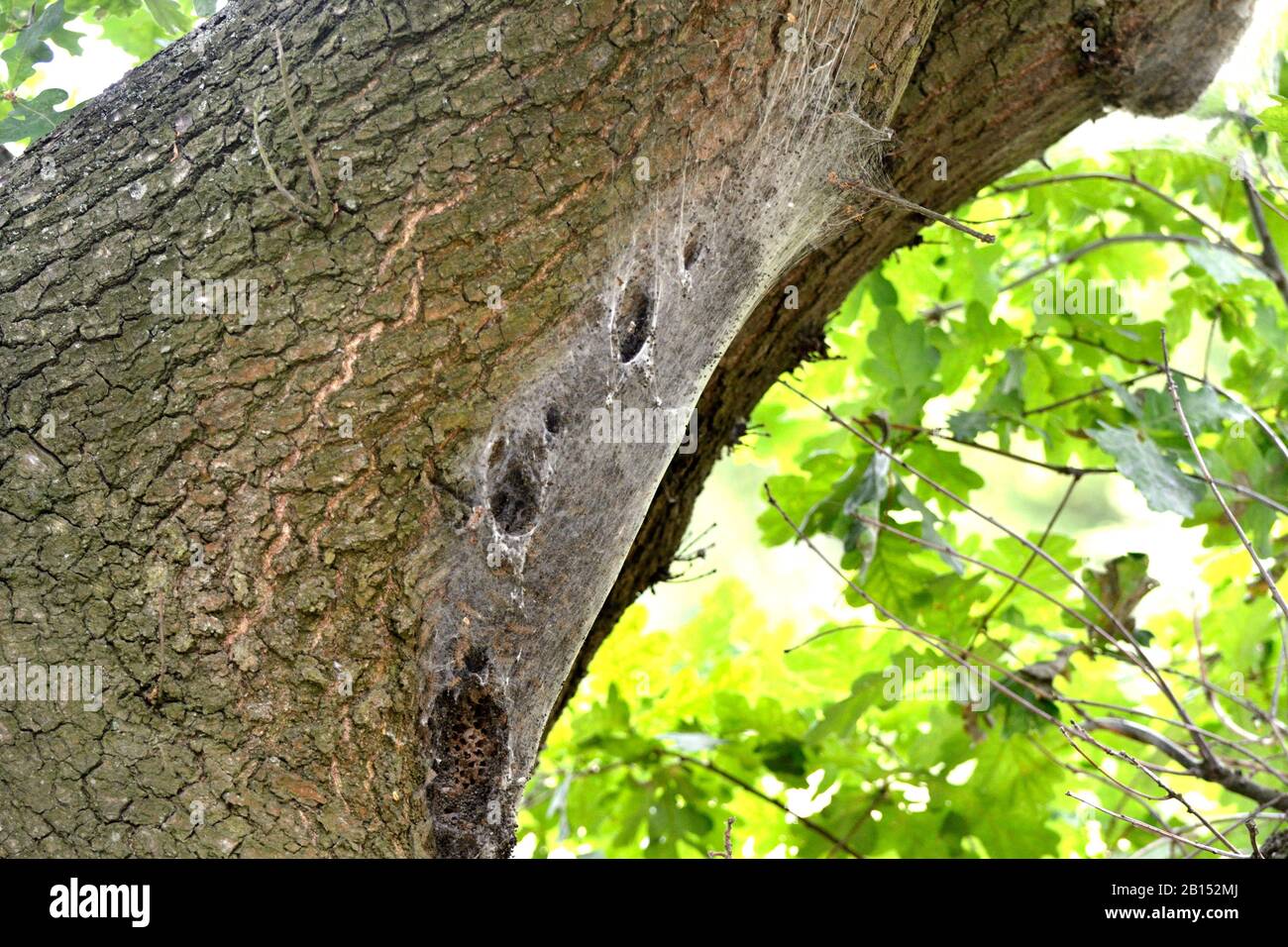 Moth nest in tree hi-res stock photography and images - Alamy