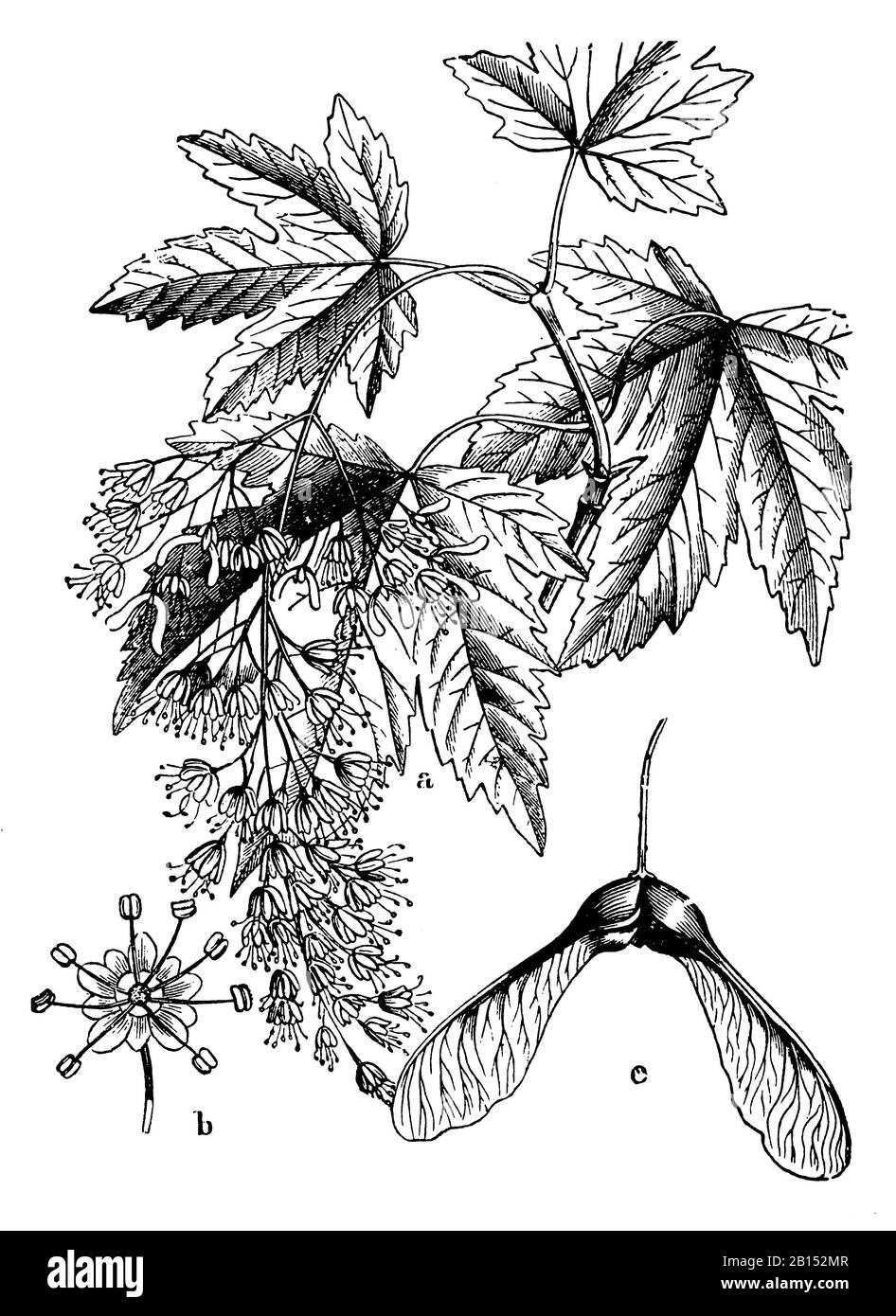 érable sycomore hi-res stock photography and images - Alamy