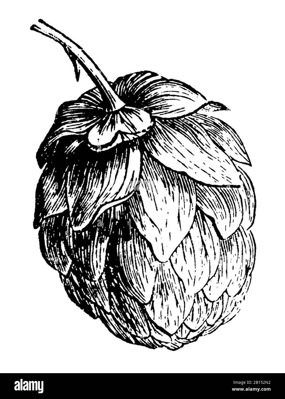 Hop humulus lupulus illustration Cut Out Stock Images & Pictures - Alamy