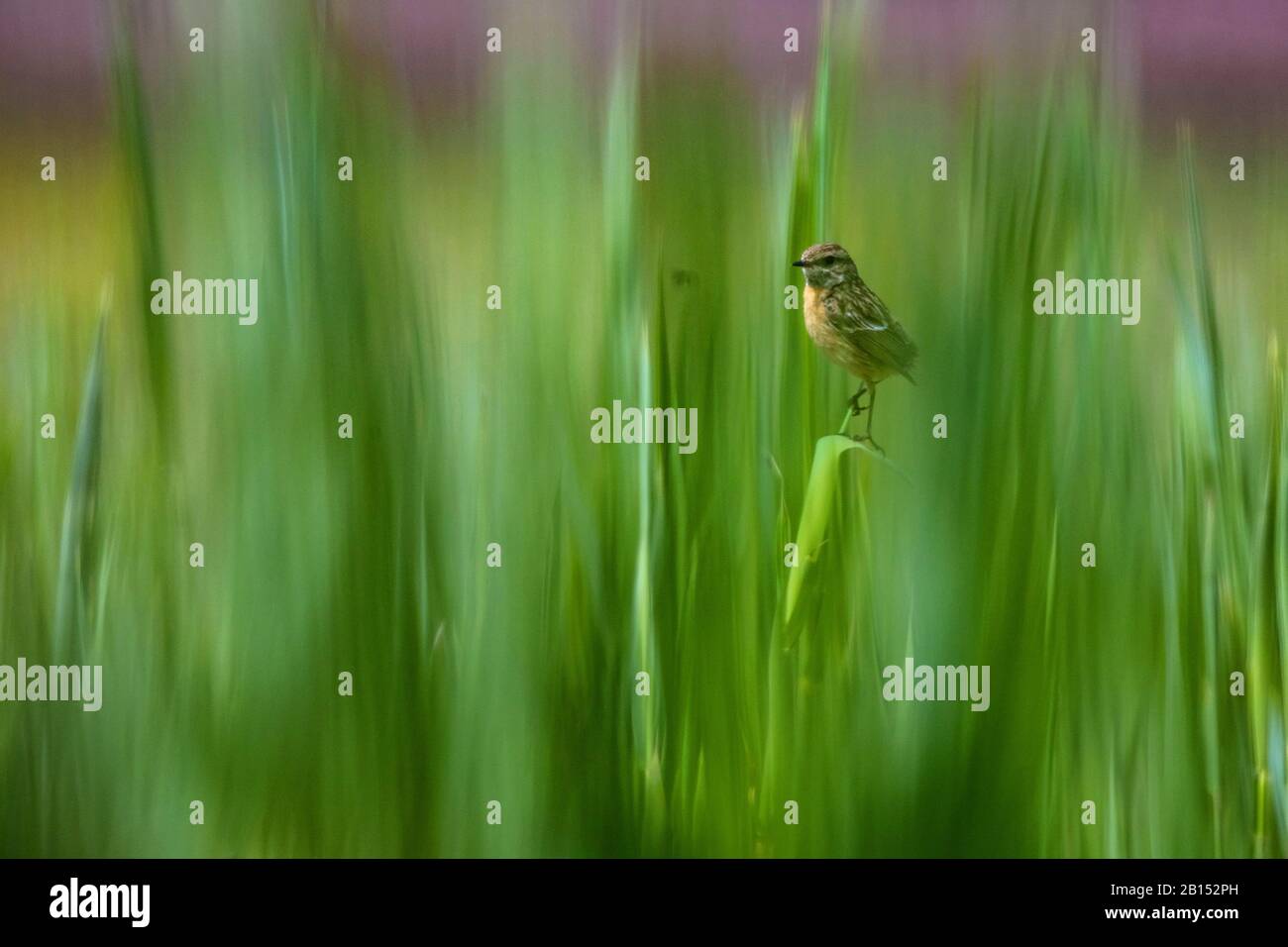 Common Stonechat (Saxicola rubicola, Saxicola torquata rubicola ...