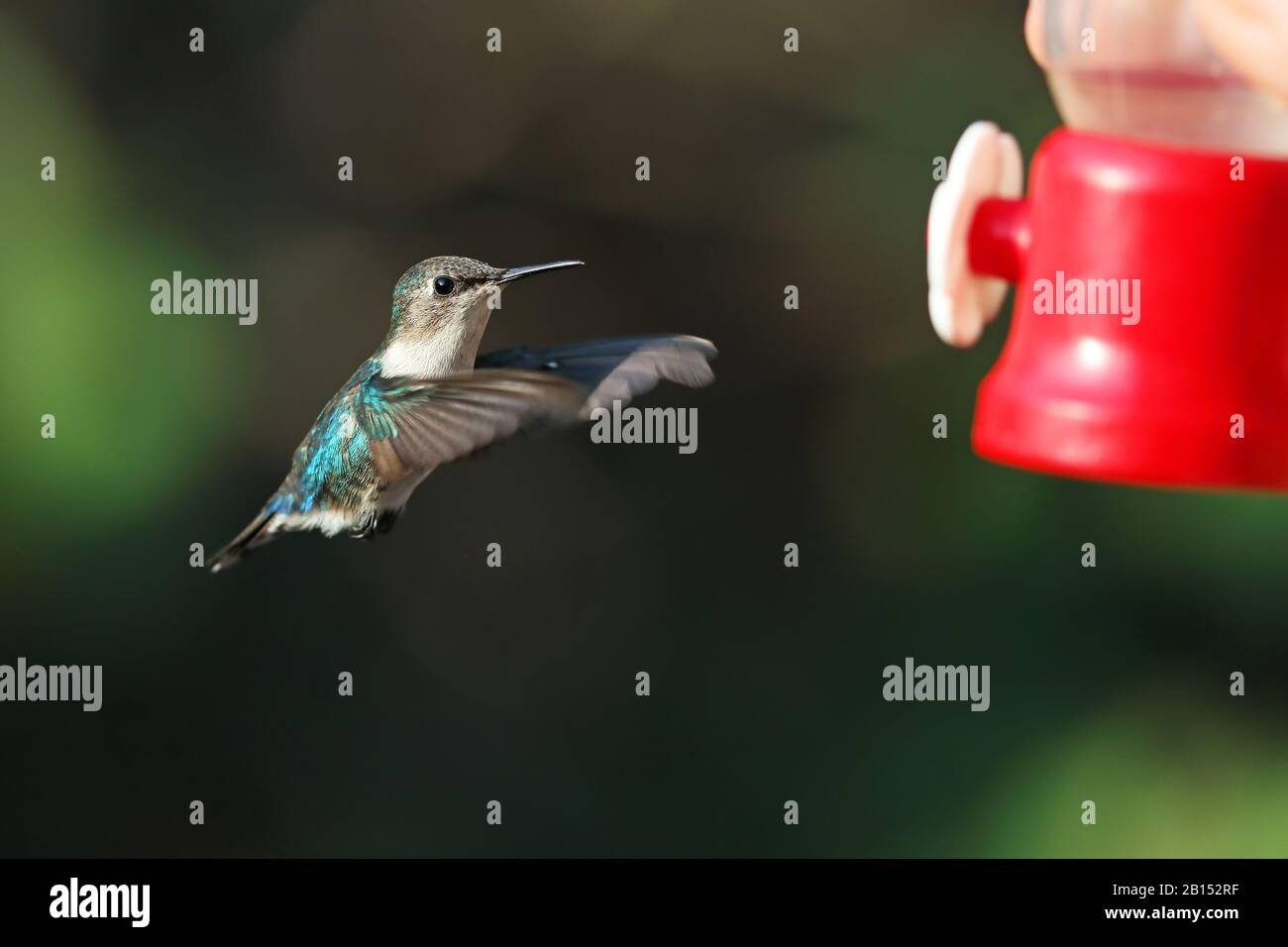 Cuban bee hummingbird hi-res stock photography and images - Alamy