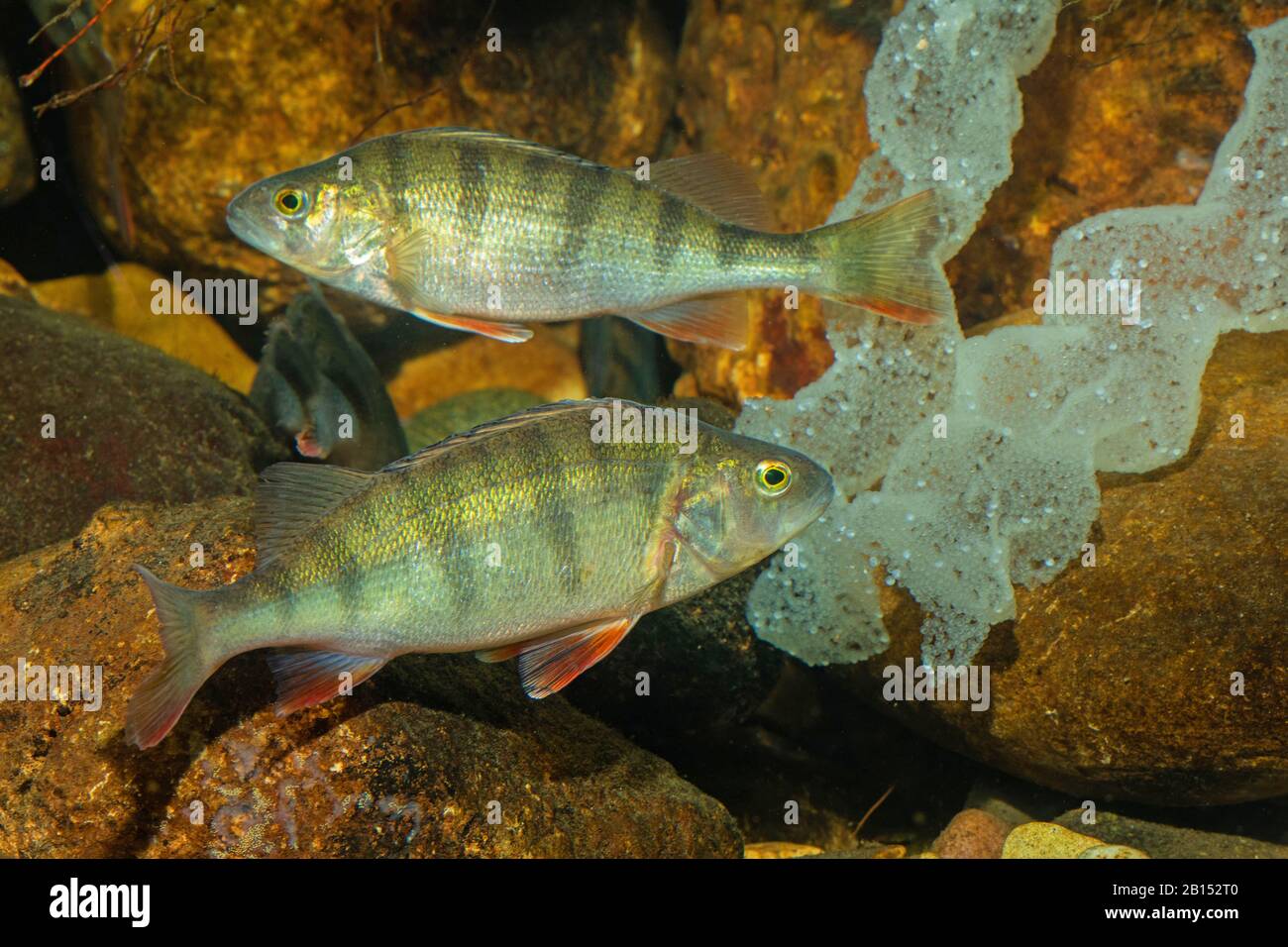 Perch, European perch, Redfin perch (Perca fluviatilis), spawning shoal ...