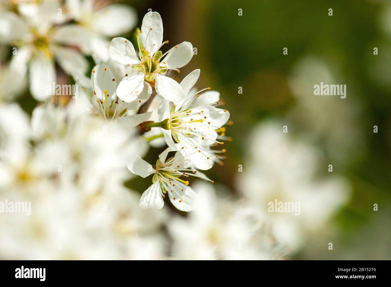 Blackthorn sloe prunus spinosa flowers hi-res stock photography and ...