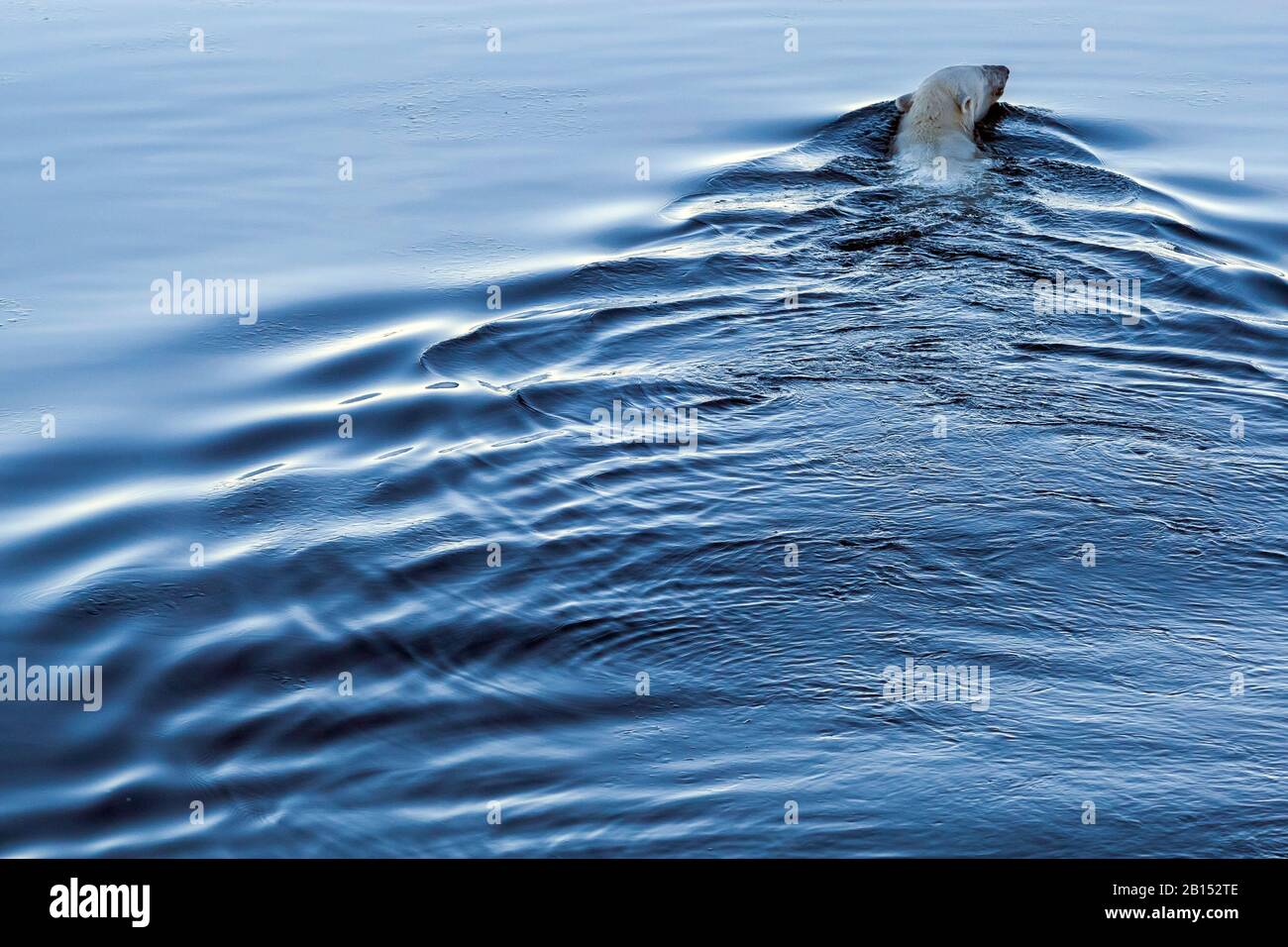 polar bear (Ursus maritimus), swimming immature polar bear, rear view ...