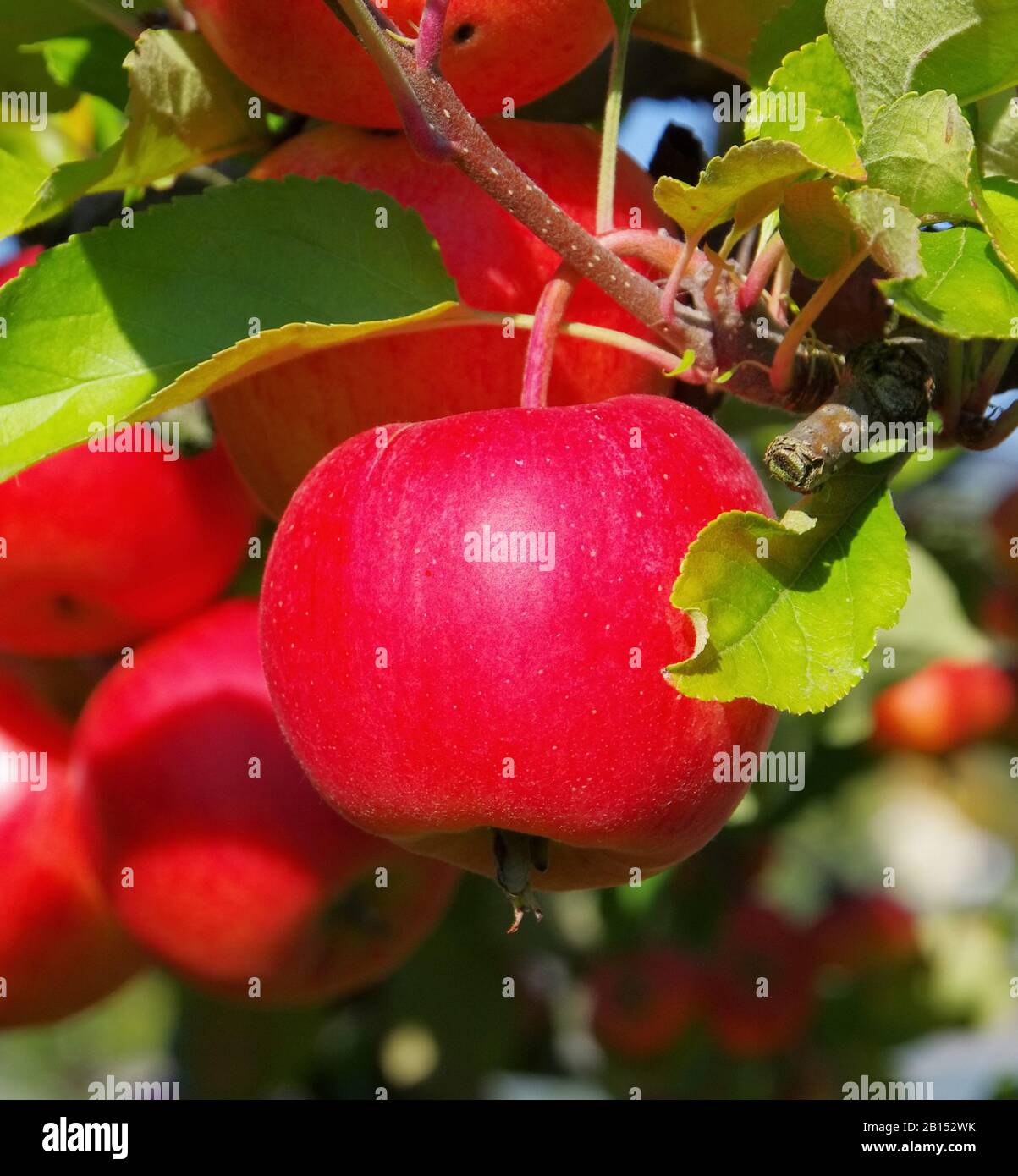 Apfel am Baum - apple on tree 152 Stock Photo - Alamy