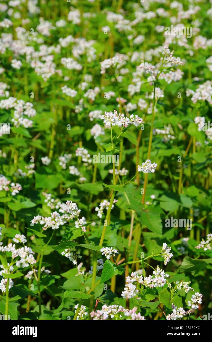 Buchweizen - buckwheat 12 Stock Photo - Alamy