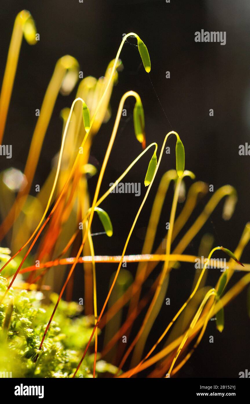 Netherlands reproduction hi-res stock photography and images - Alamy
