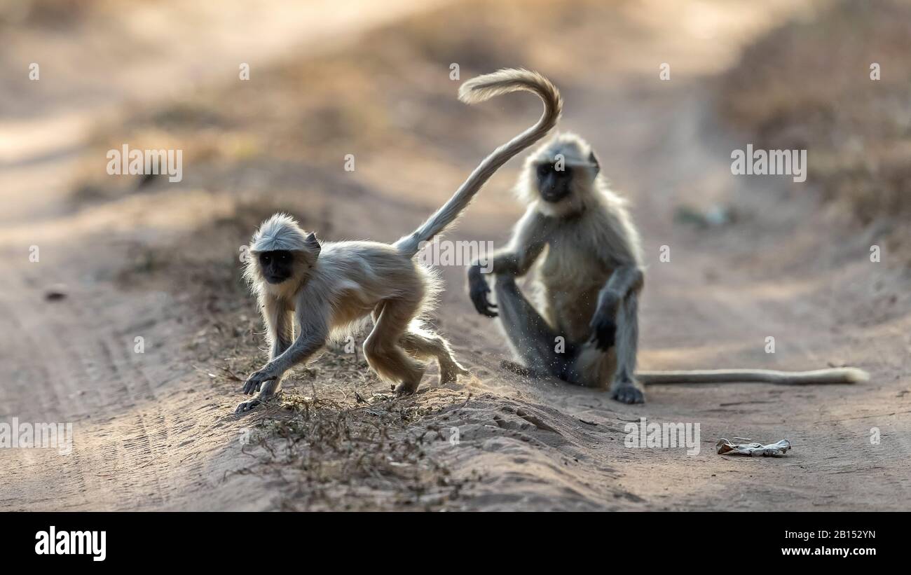 Sacred langur, Indian langur, Hanuman langur, Northern Plains Gray ...
