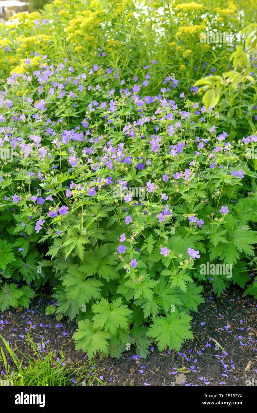 Wood cranesbill (Geranium sylvaticum 'Mayflower', Geranium sylvaticum ...