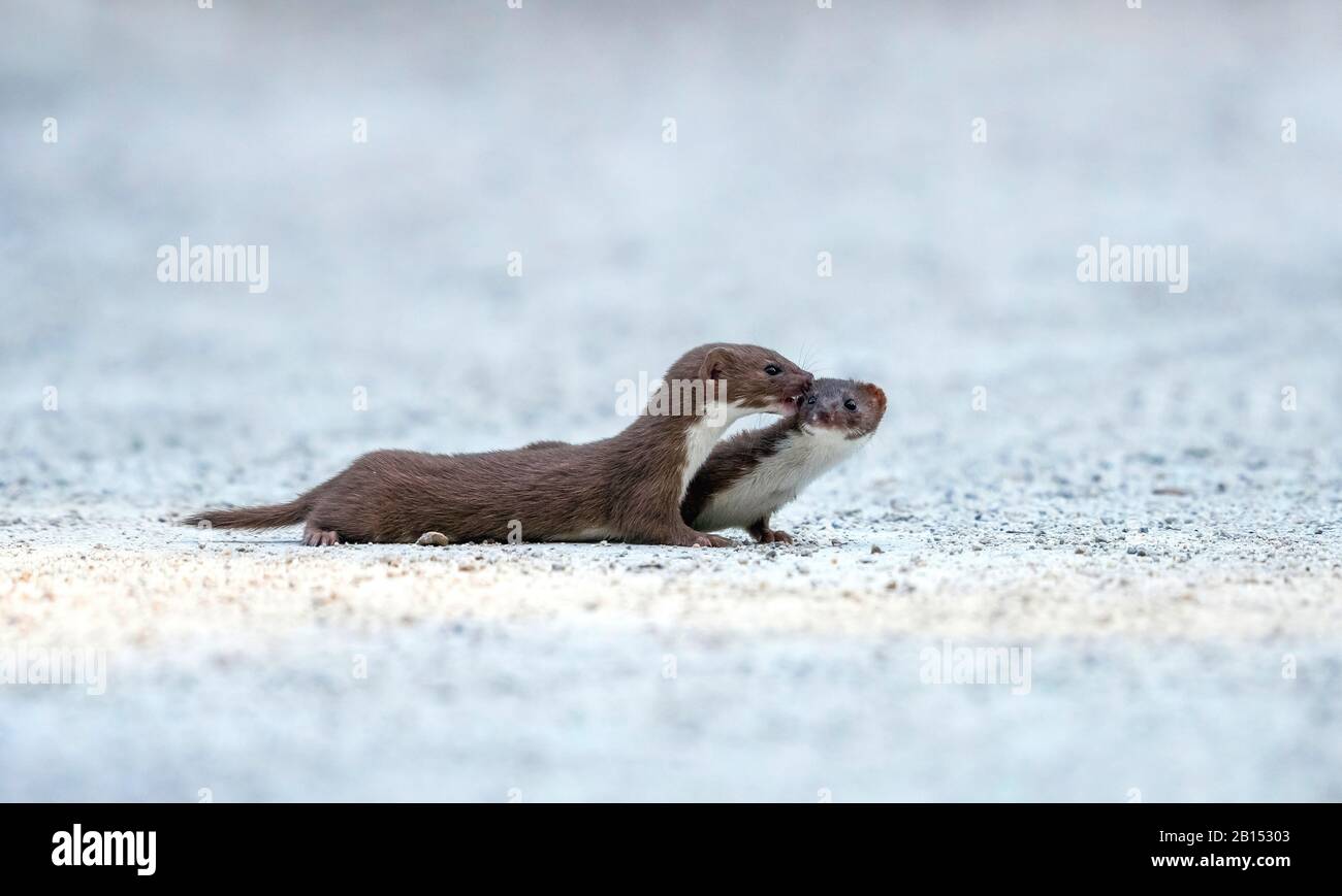 Two weasels hi-res stock photography and images - Alamy