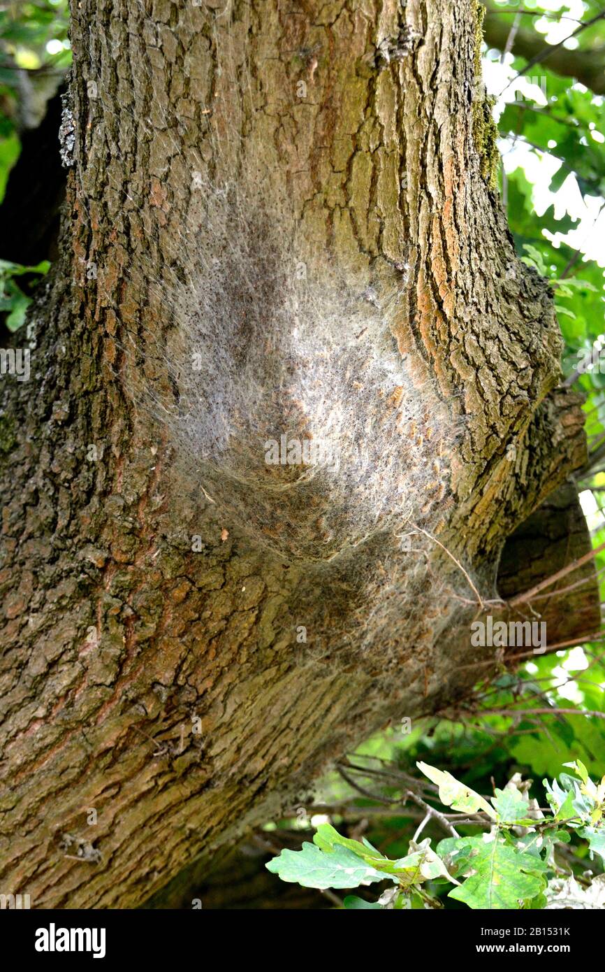 Moth nest hi-res stock photography and images - Alamy