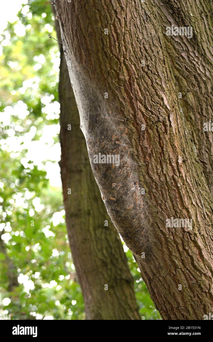Moth nests hi-res stock photography and images - Alamy